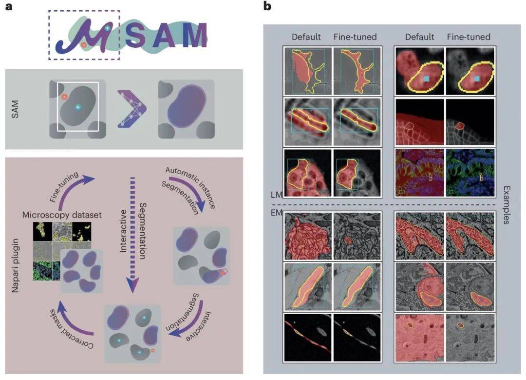 Nature子刊 | 光镜电镜通用，Meta「分割一切」模型用到显微镜图像上了